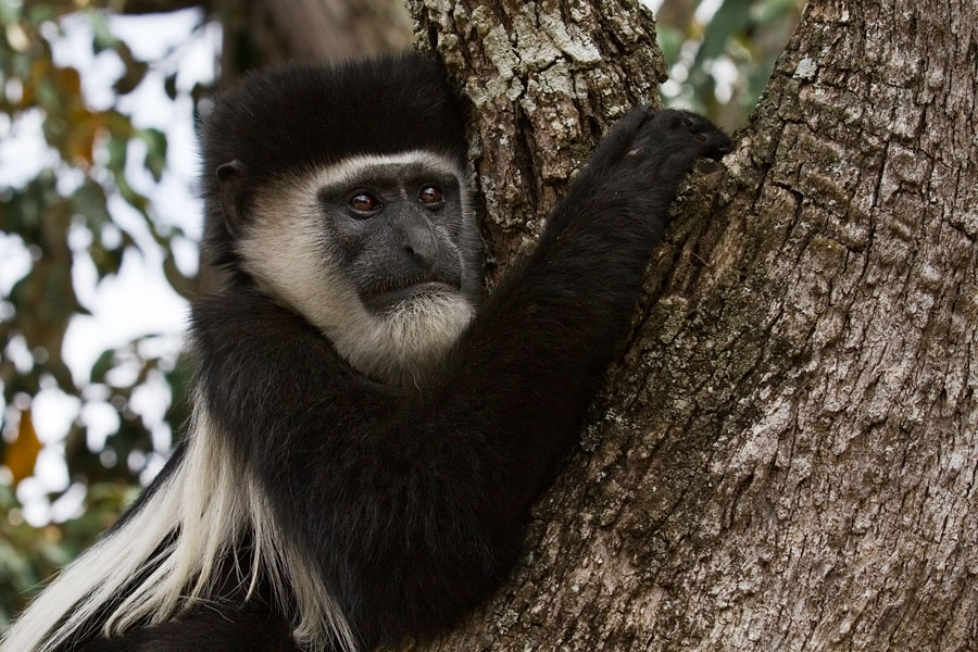 Colobus monkey Colobus guereza Samburu national park Kenya