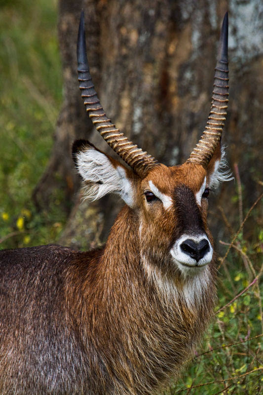 Waterbuck Maasai Mara Kenya